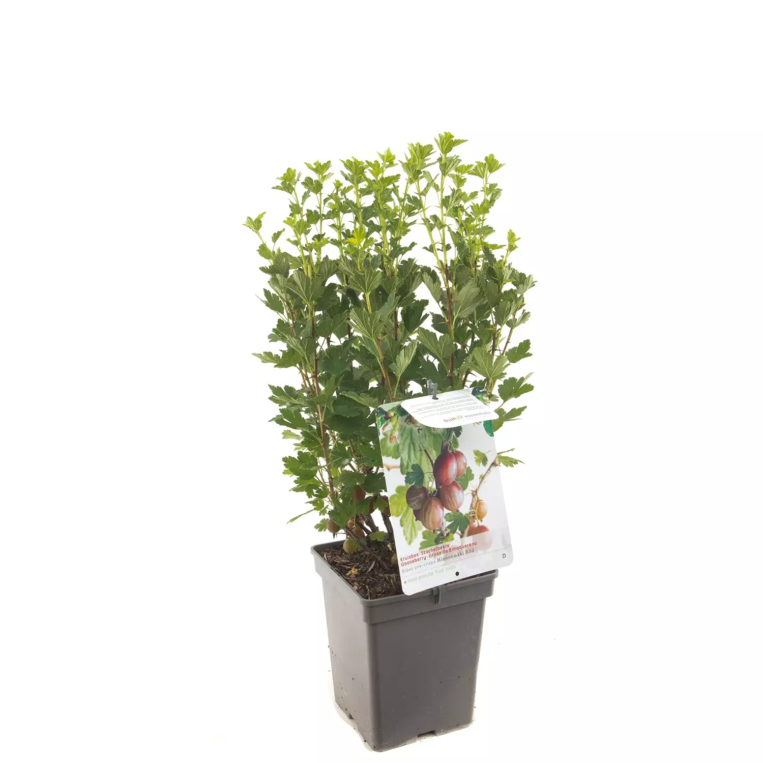 Bessenstruik Ribes Hinnonmäki Röd - Rode kruisbes 18cm - Top Tuincentrum