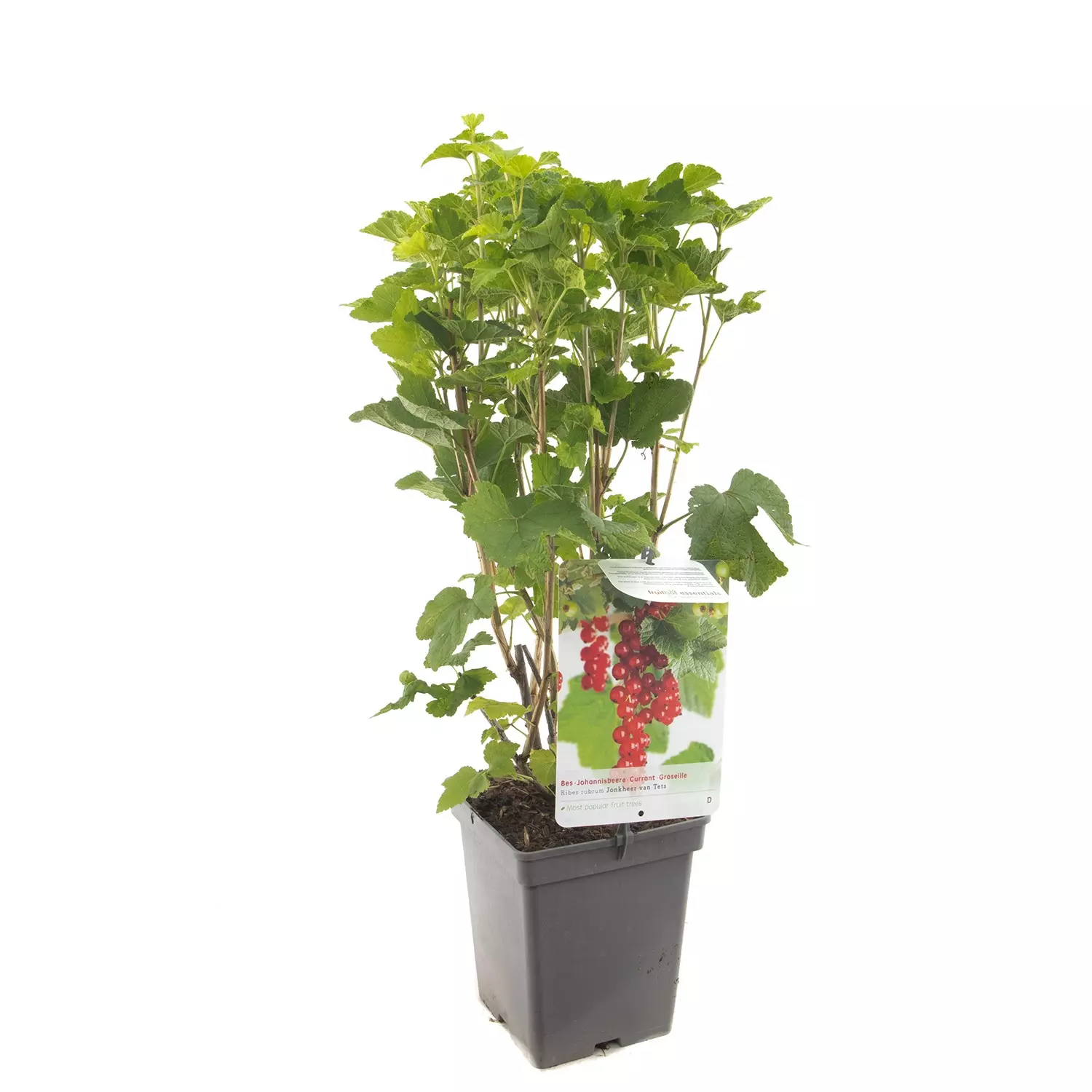 Bessenstruik Ribes rubrum Jonkheer v Tets - Rode bes 18cm - Top Tuincentrum