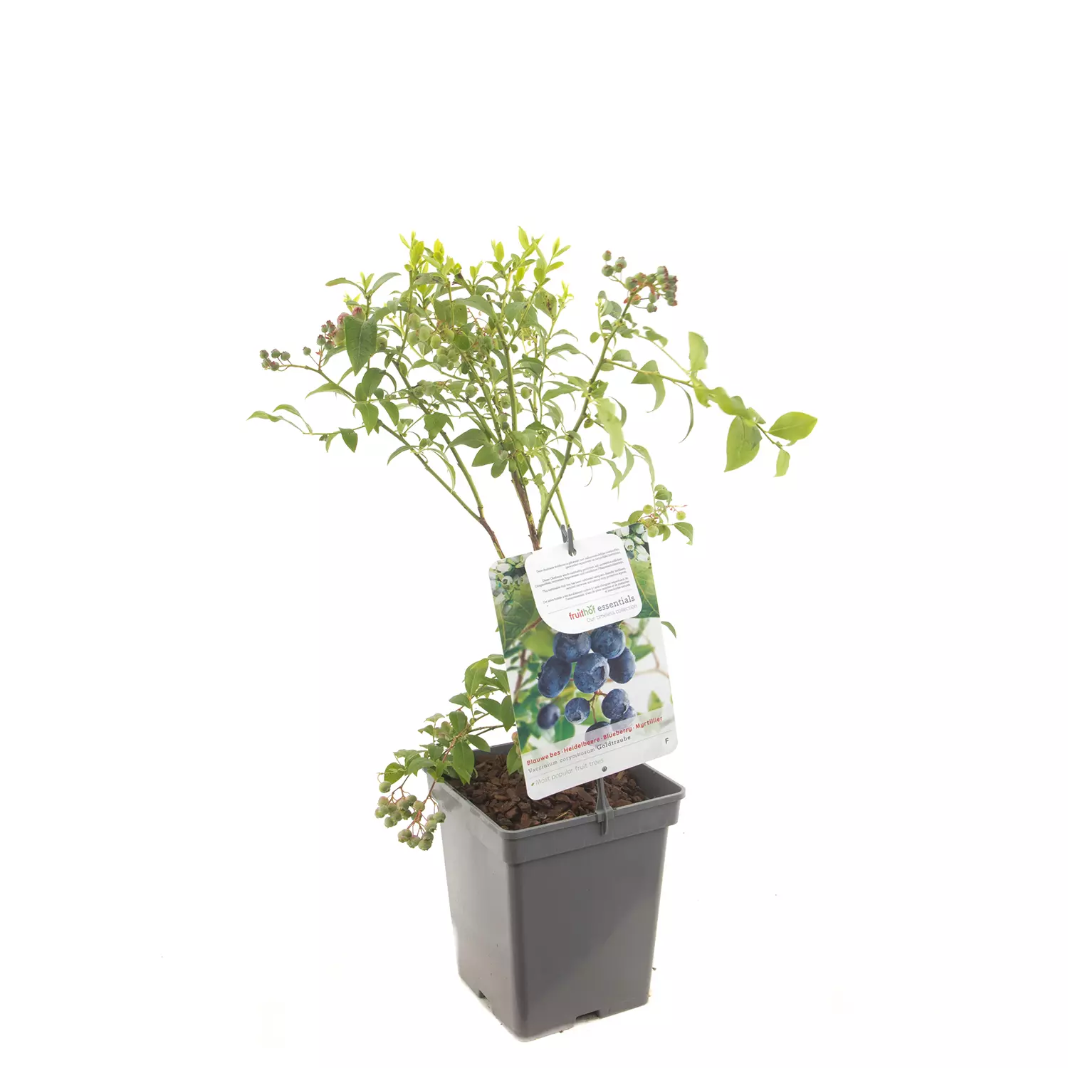 Bessenstruik Vaccinium corymbosum Goldtraube - Blauwe bes 18cm - Top ...