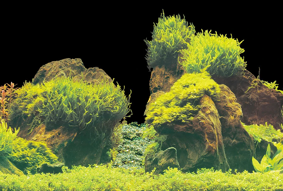Deco poster e2 60x49cm - Top Tuincentrum