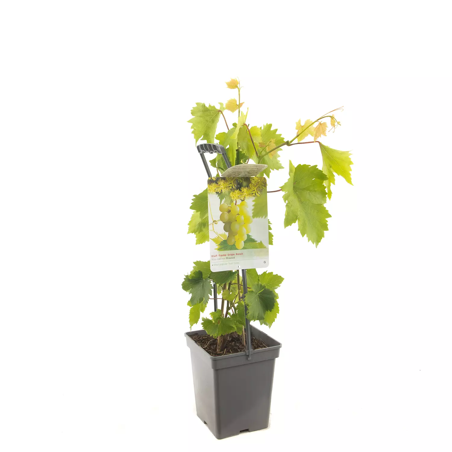 Druivenstruik Vitis Himrod - Witte druif 18cm - Top Tuincentrum