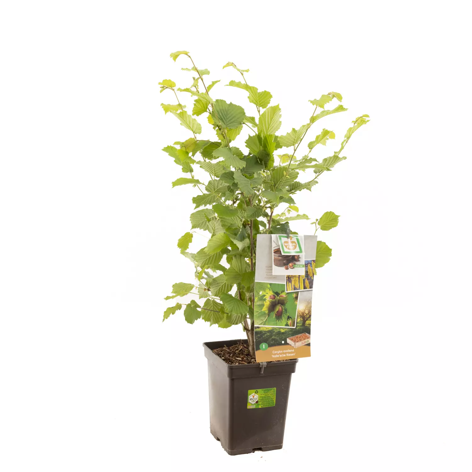 Hazelnoot boom Corylus avellana Halle'sche Riesen - Top Tuincentrum