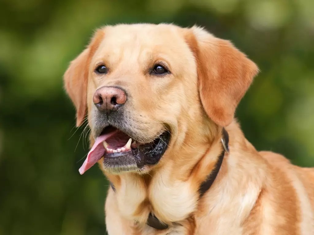 Honden Producten Kopen - Top Tuincentrum