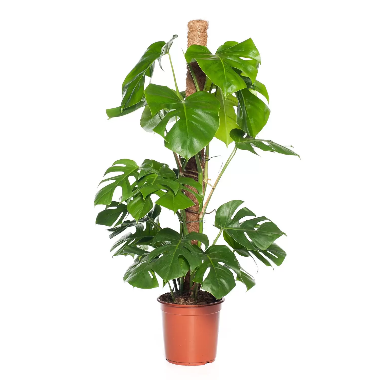 Kamerplant Monstera met mosstok ''Gatenplant'' - Top Tuincentrum