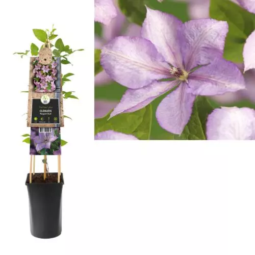 Klimplant Clematis Margaret Hunt - Lila Bosrank - Top Tuincentrum