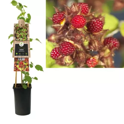 Klimplant Rubus Phoenicolasius - Rode Bramen - Top Tuincentrum