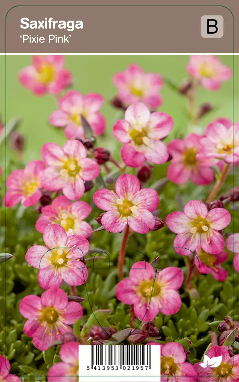 V.I.P.S. Saxifraga ''Pixie Pink'' - steenbreek p9 - Top Tuincentrum